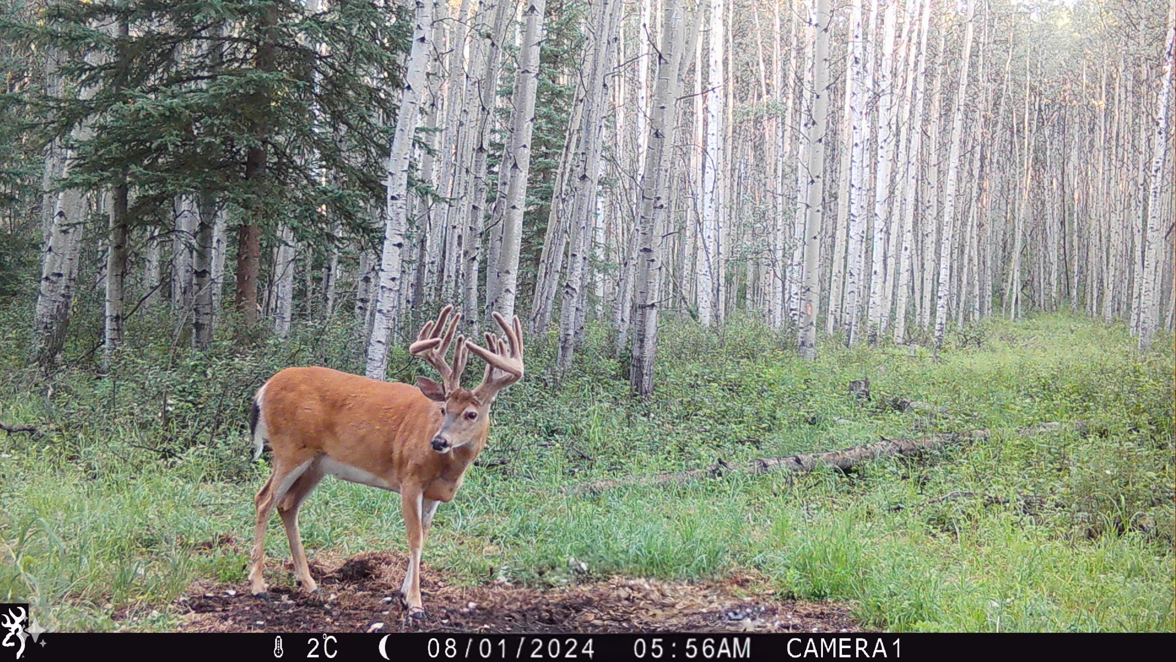 Trail Camera Strategies to Pattern Deer Before the Rut – Browning Trail ...