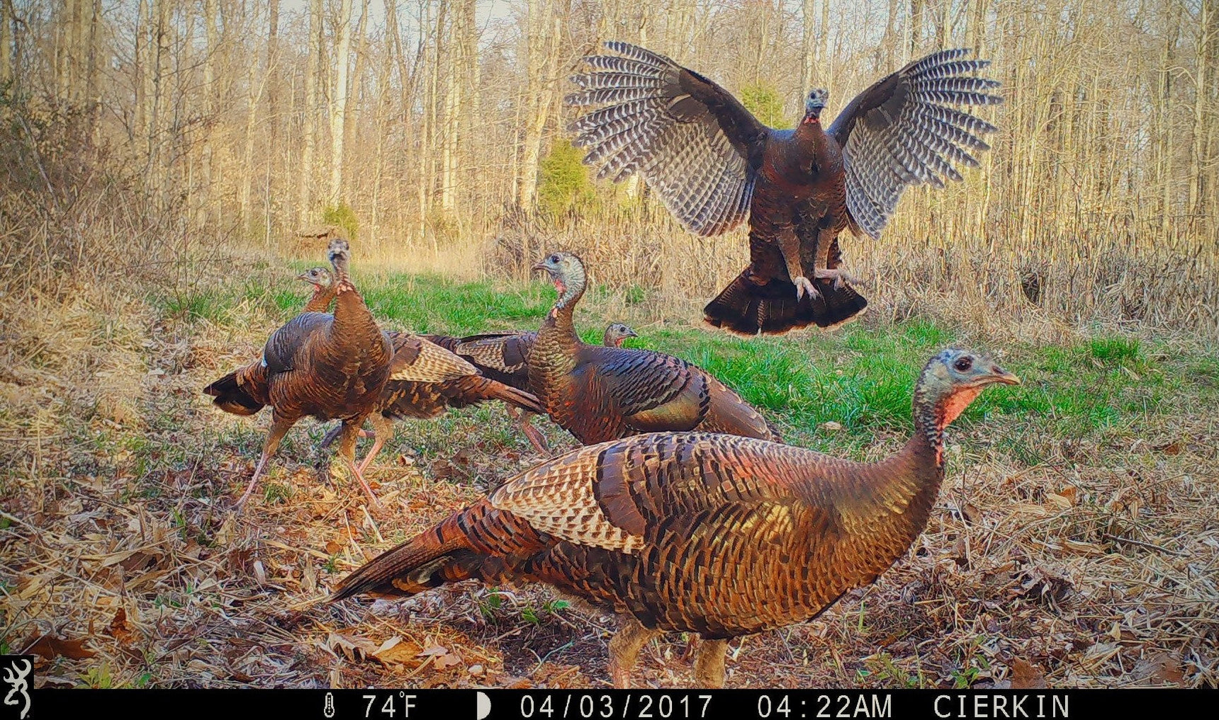 Maximizing Your Turkey Season Success with Trail Cameras – Browning ...