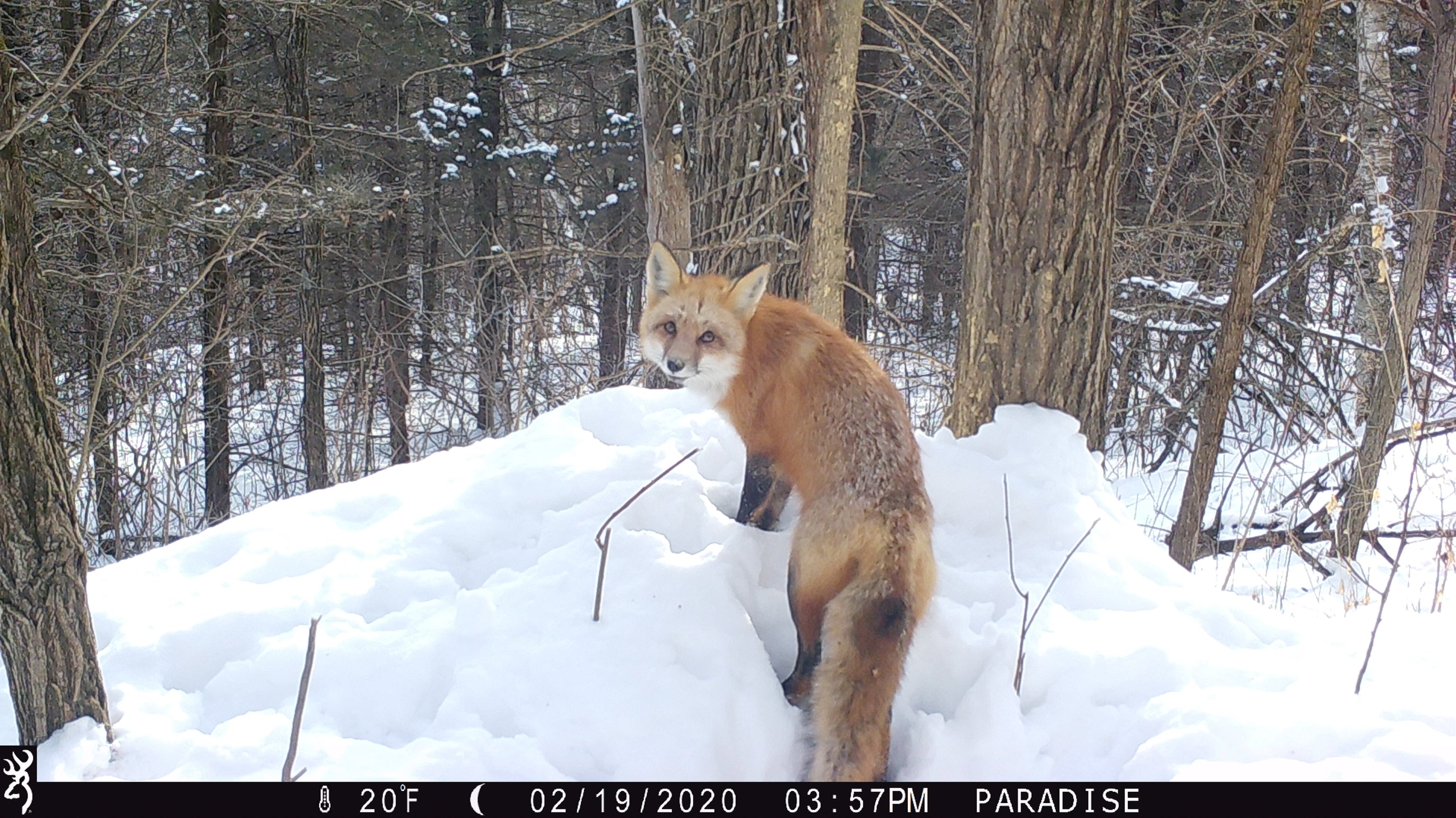 Trail Cameras Built for the Relentless – Browning Trail Cameras