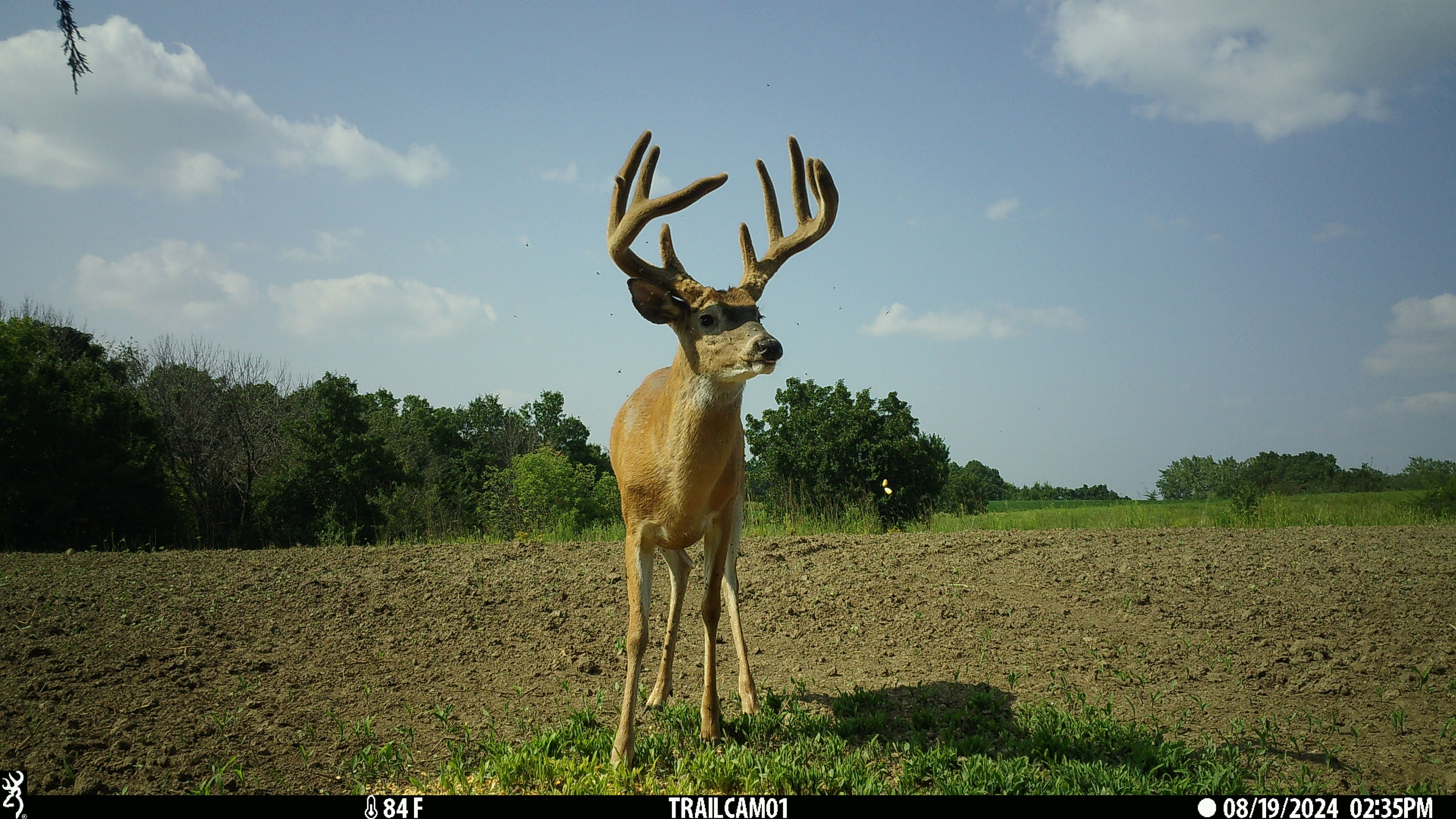 Trail Cameras Strengthen Food Plots and Wildlife Management – Browning ...