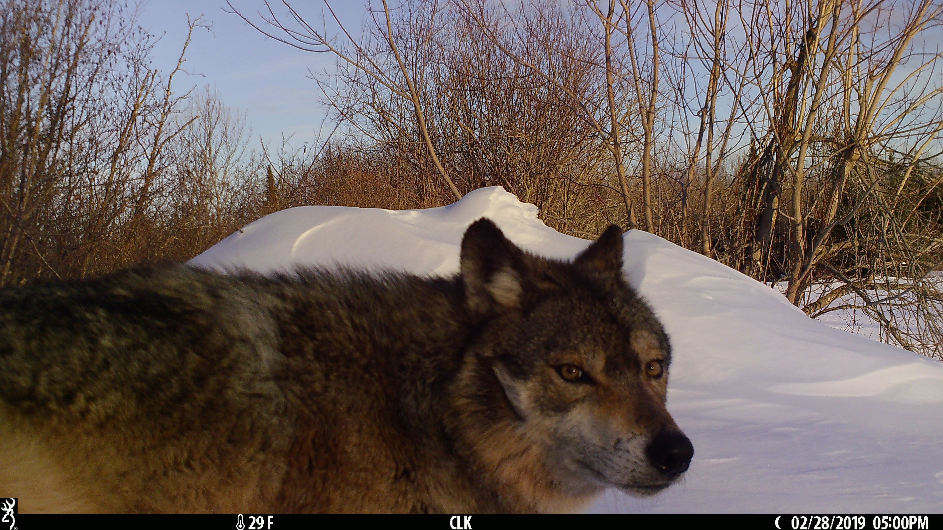 Capturing Life Unseen – Browning Trail Cameras